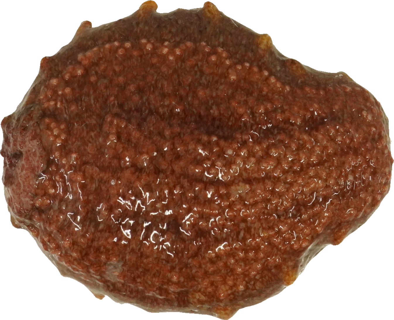 なまこ | 食品画像のそざい屋さん｜商用可の食べ物フリー画像配布サイト